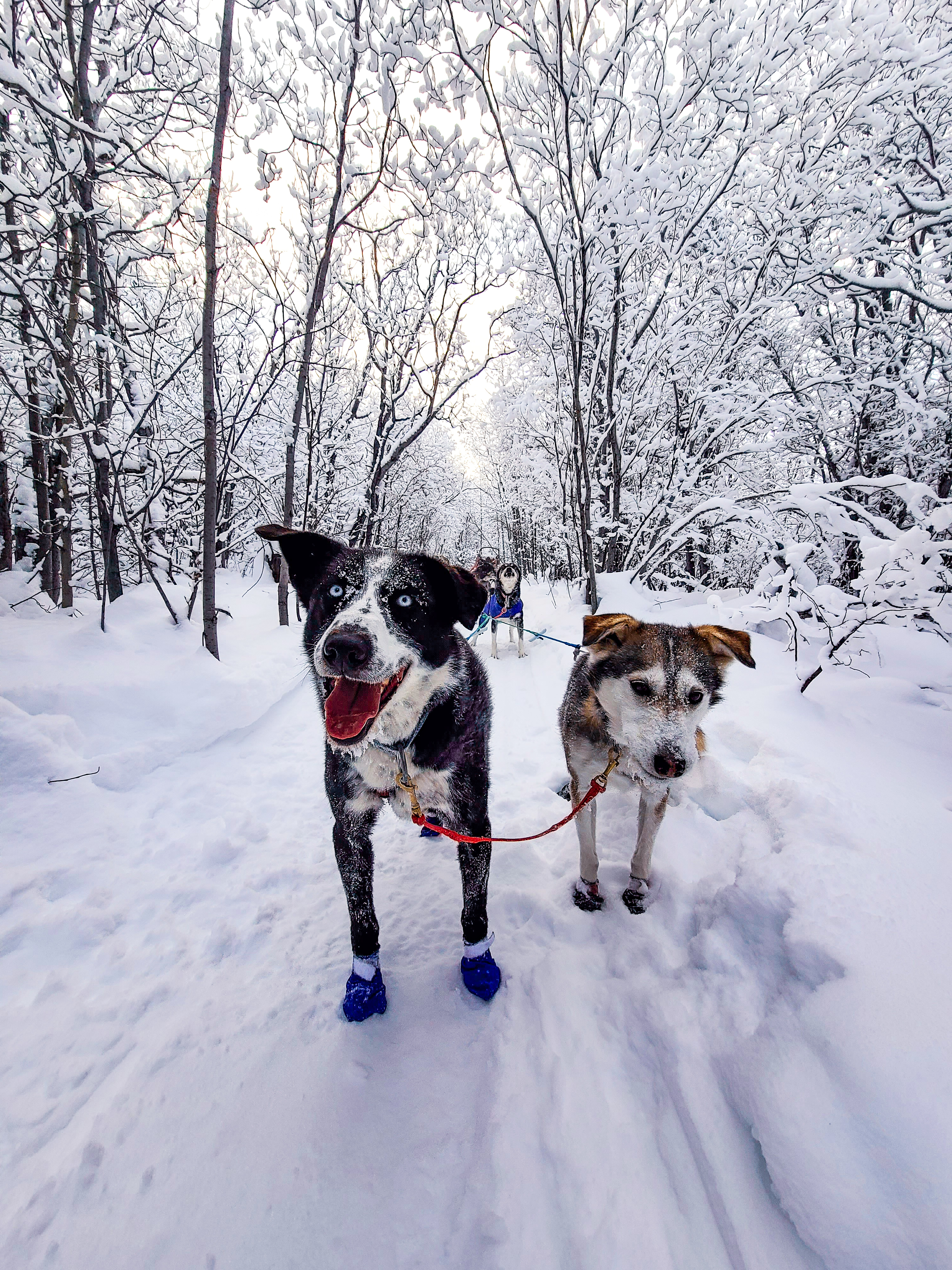 Trapper Trail Yukon Hundeschlitten Tour - Nordland Tours